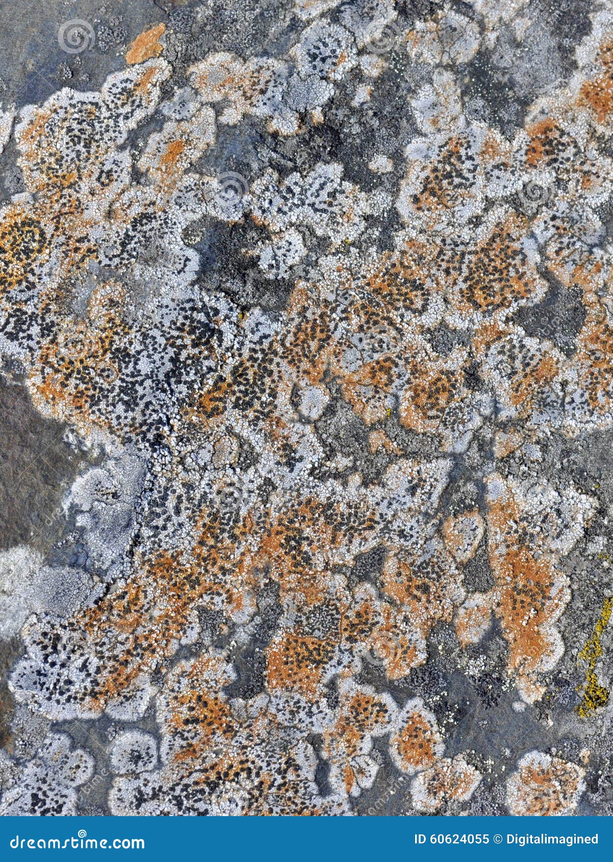 Porpidia lichen stock image. Image of grey, surface, ascomycota - 60624055