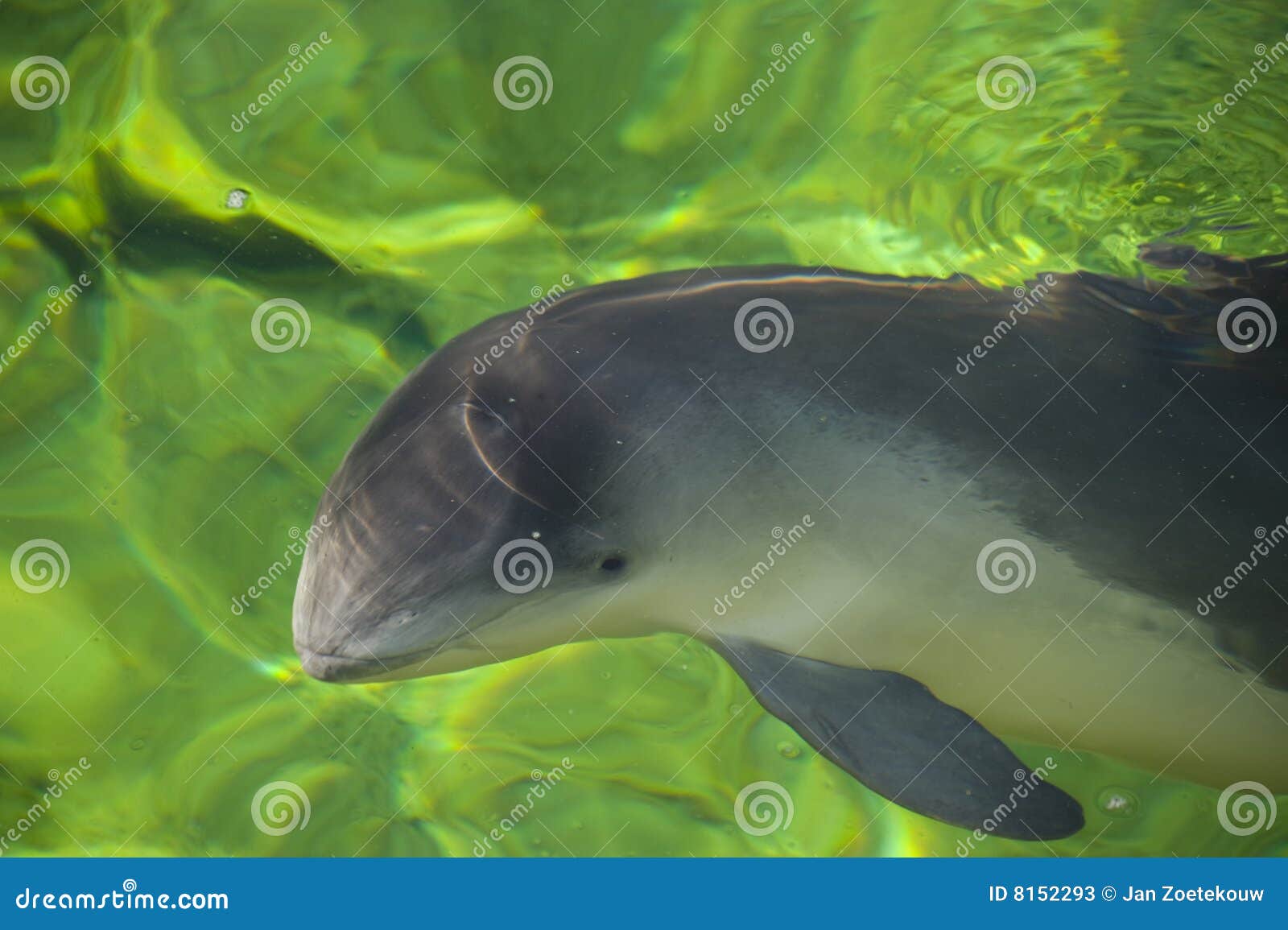 Porpoise stock image. Image of grey, animal, green, porpoise - 8152293