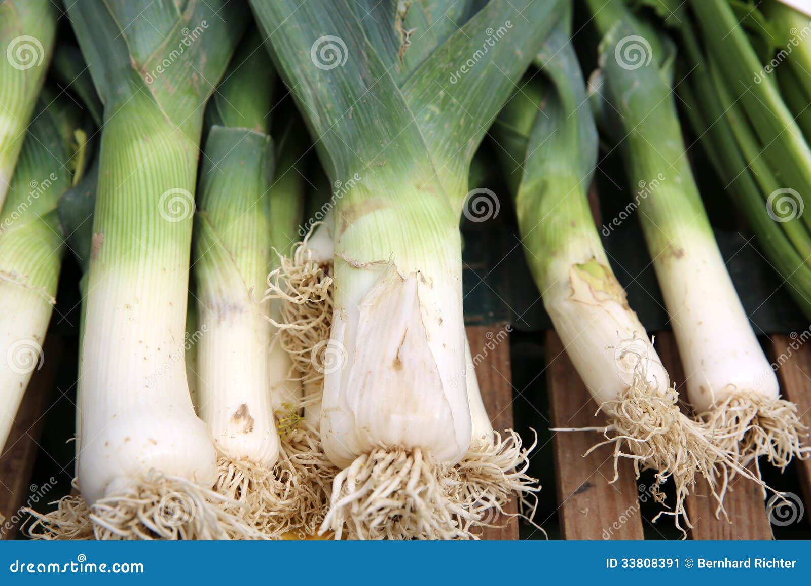 Porree stockbild. Bild von gesund, kochen, blatt, nahaufnahme - 33808391