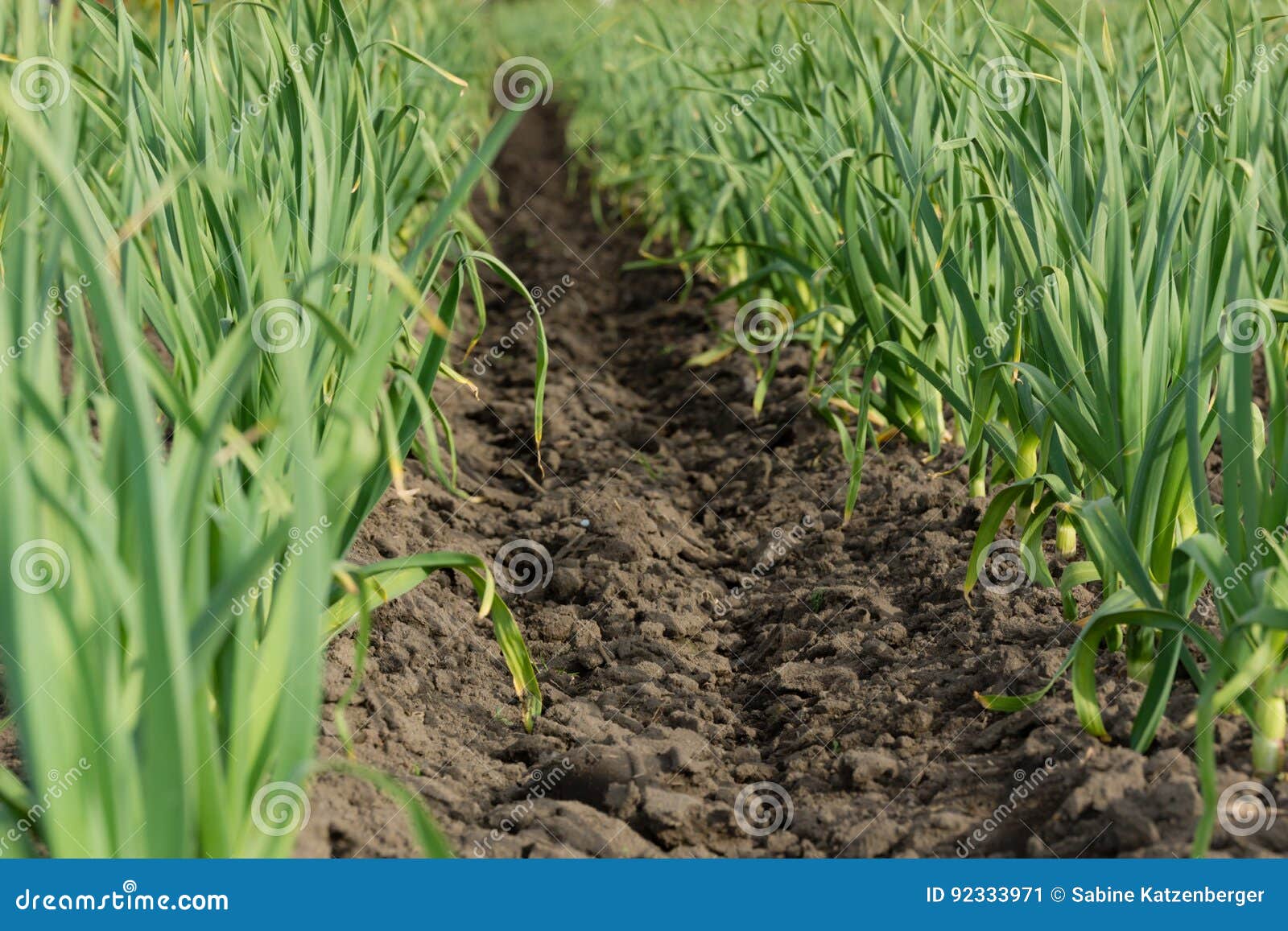 Porree auf dem Feld stockbild. Bild von jahreszeit, garten - 92333971