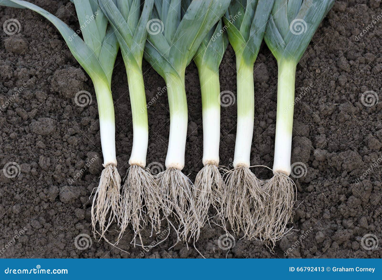 Porri immagine stock. Immagine di terreno, alimento, nutrizione - 66792413