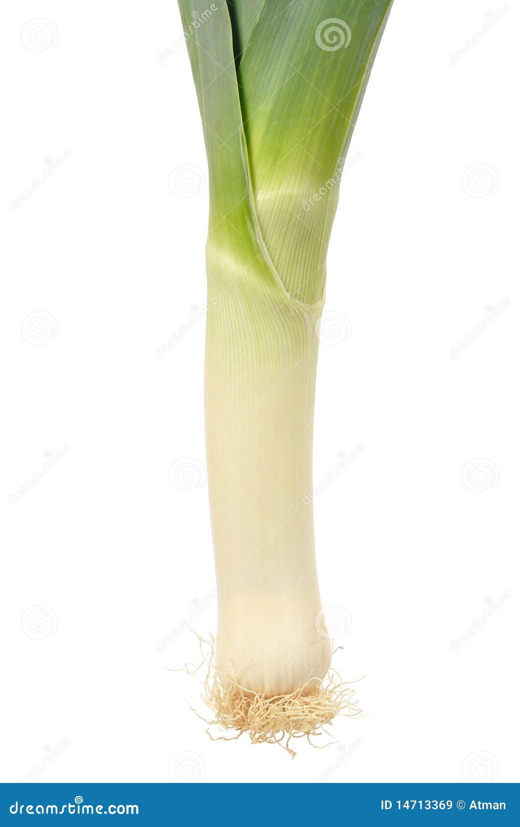 Porro immagine stock. Immagine di dieta, verde, commestibile - 14713369