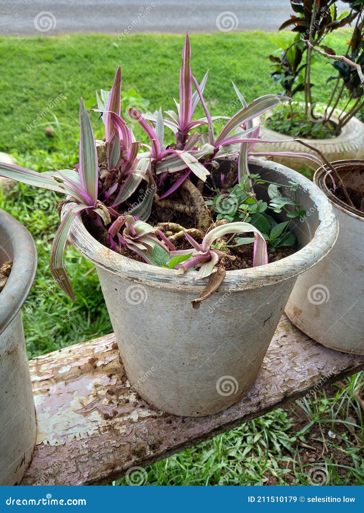 Port of flower stock image. Image of branch, food, garden - 211510179