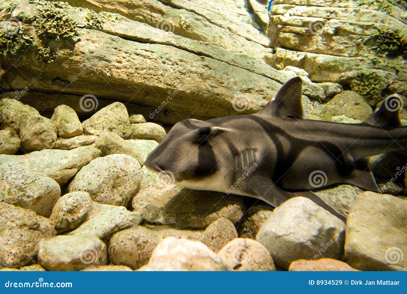 Port Jackson Shark stock image. Image of shark, ocean - 8934529