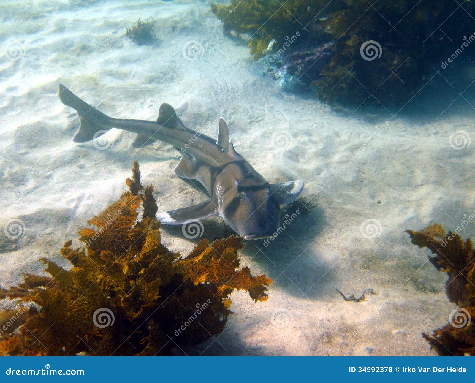 Port Jackson shark stock photo. Image of jackson, shark - 34592378