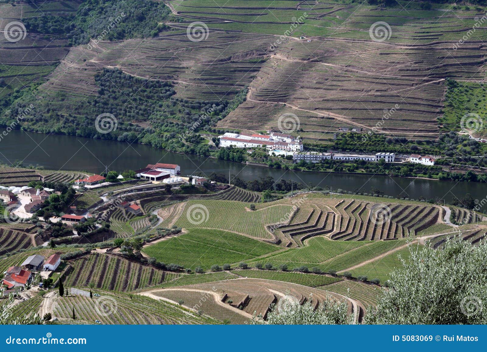 Port Wine Vineyards Landscape Stock Image - Image of industry, harvests ...