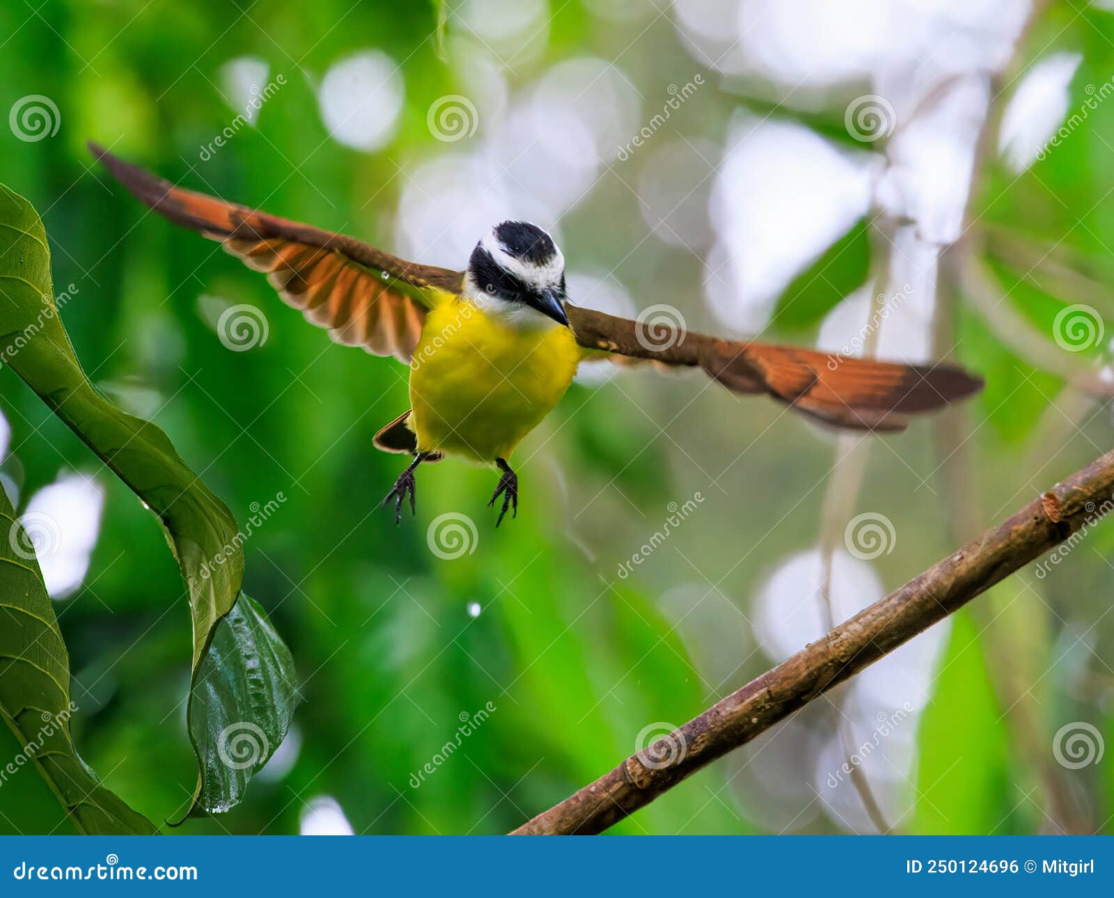 Portait of a Great Kiskadee in Flight Stock Photo - Image of colorful ...