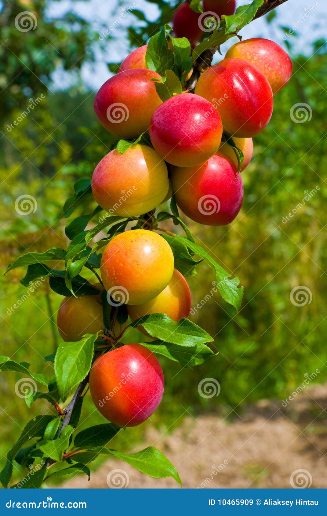 Porte Des Fruits Le Prunier Image stock - Image du vert, agronomie ...