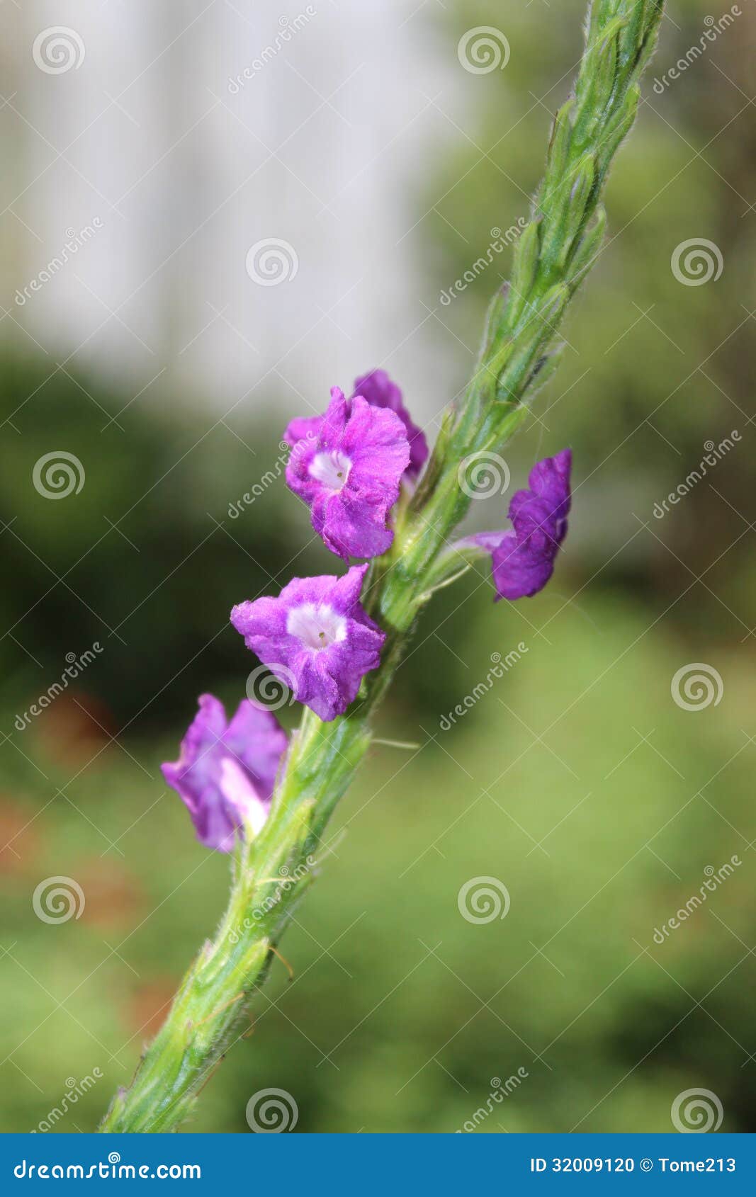 Porterweed stock photo. Image of jamaicensis, leaved - 32009120