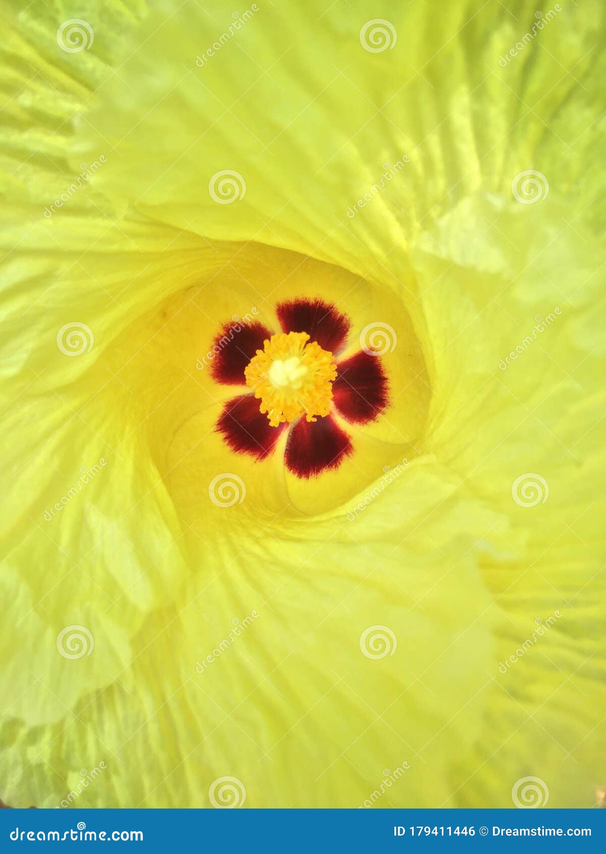 Portia flower stock photo. Image of closeup, yellow - 179411446