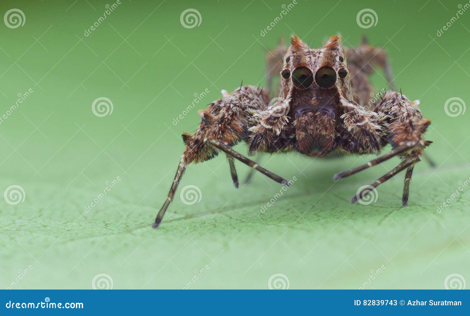 Portia sp jumping spider stock image. Image of macro - 82839743