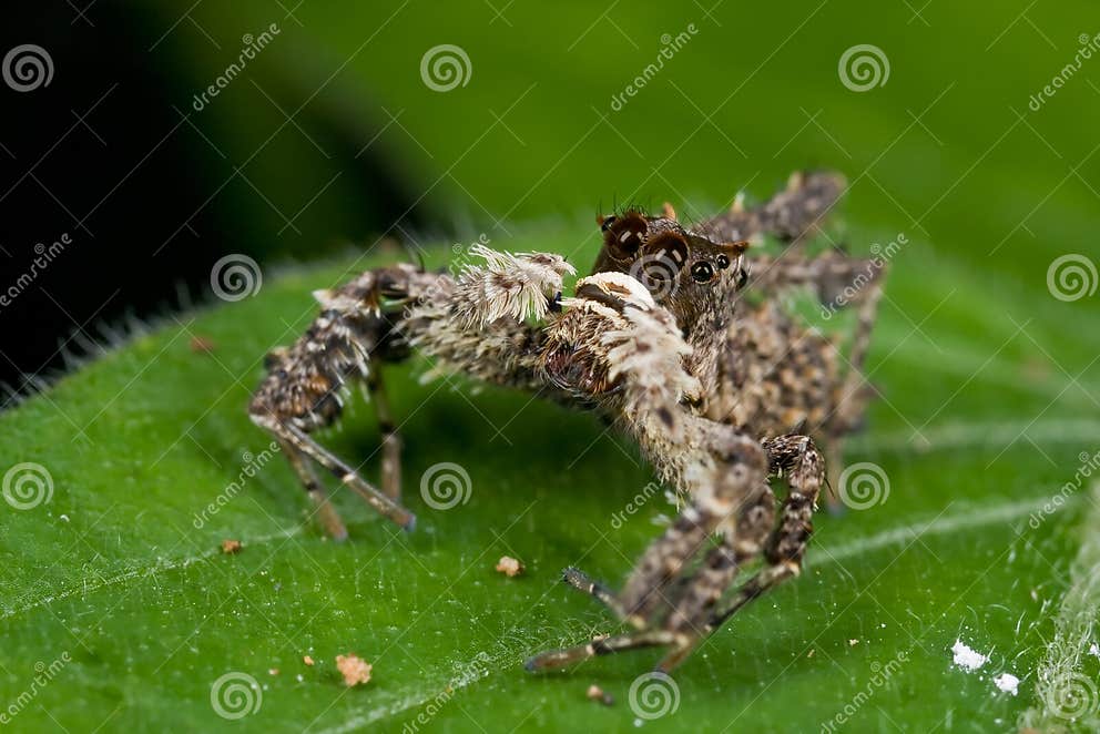 Portia spider stock image. Image of insect, closeup, macro - 9880297