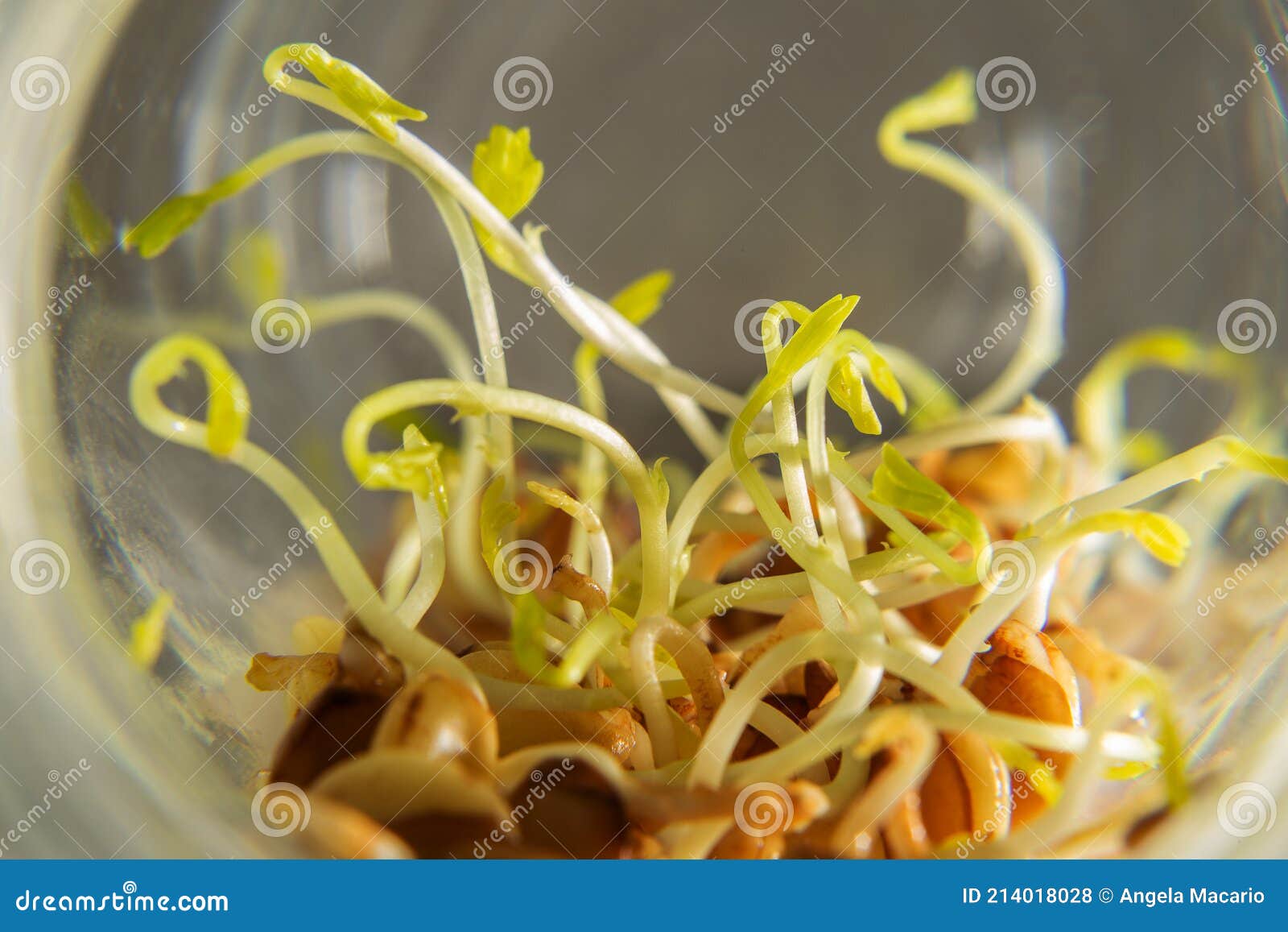 Portion of Bean Sprouts Inside Glass. Stock Photo - Image of legume ...
