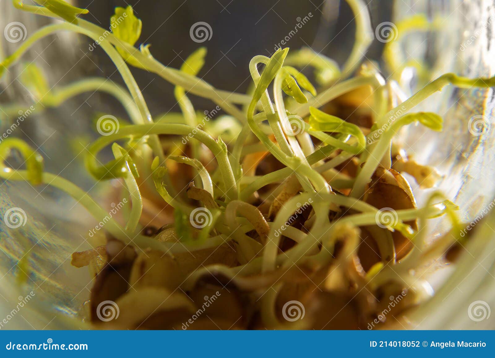 Portion of Bean Sprouts Inside Glass. Stock Photo - Image of culinary ...