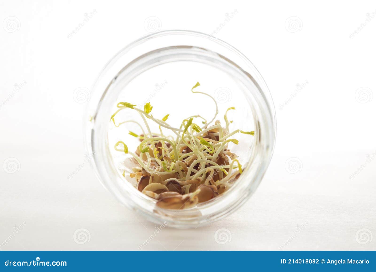 Portion of Bean Sprouts Inside Glass. Stock Photo - Image of growth ...