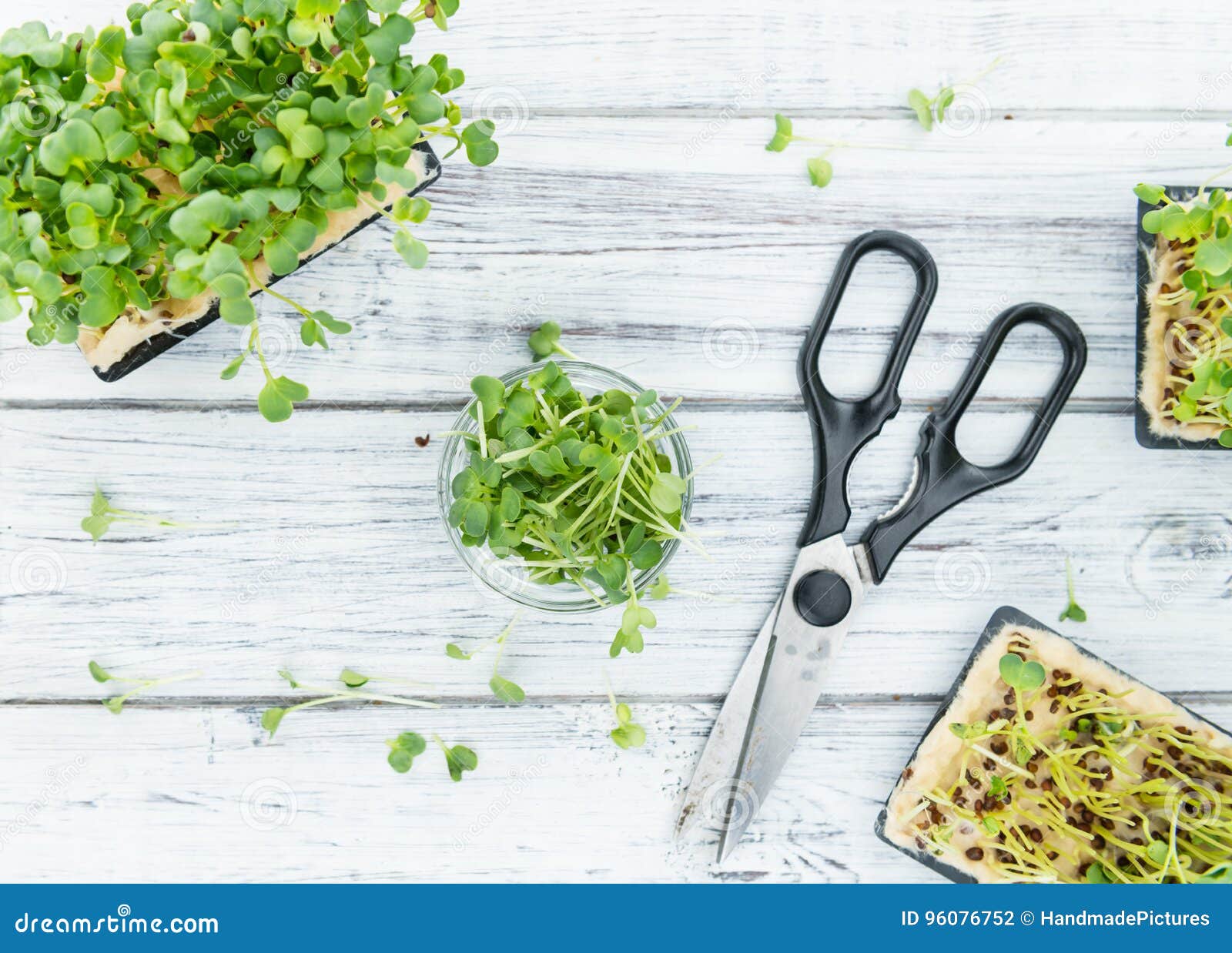 Portion of Cutted Cress stock photo. Image of harvested - 96076752