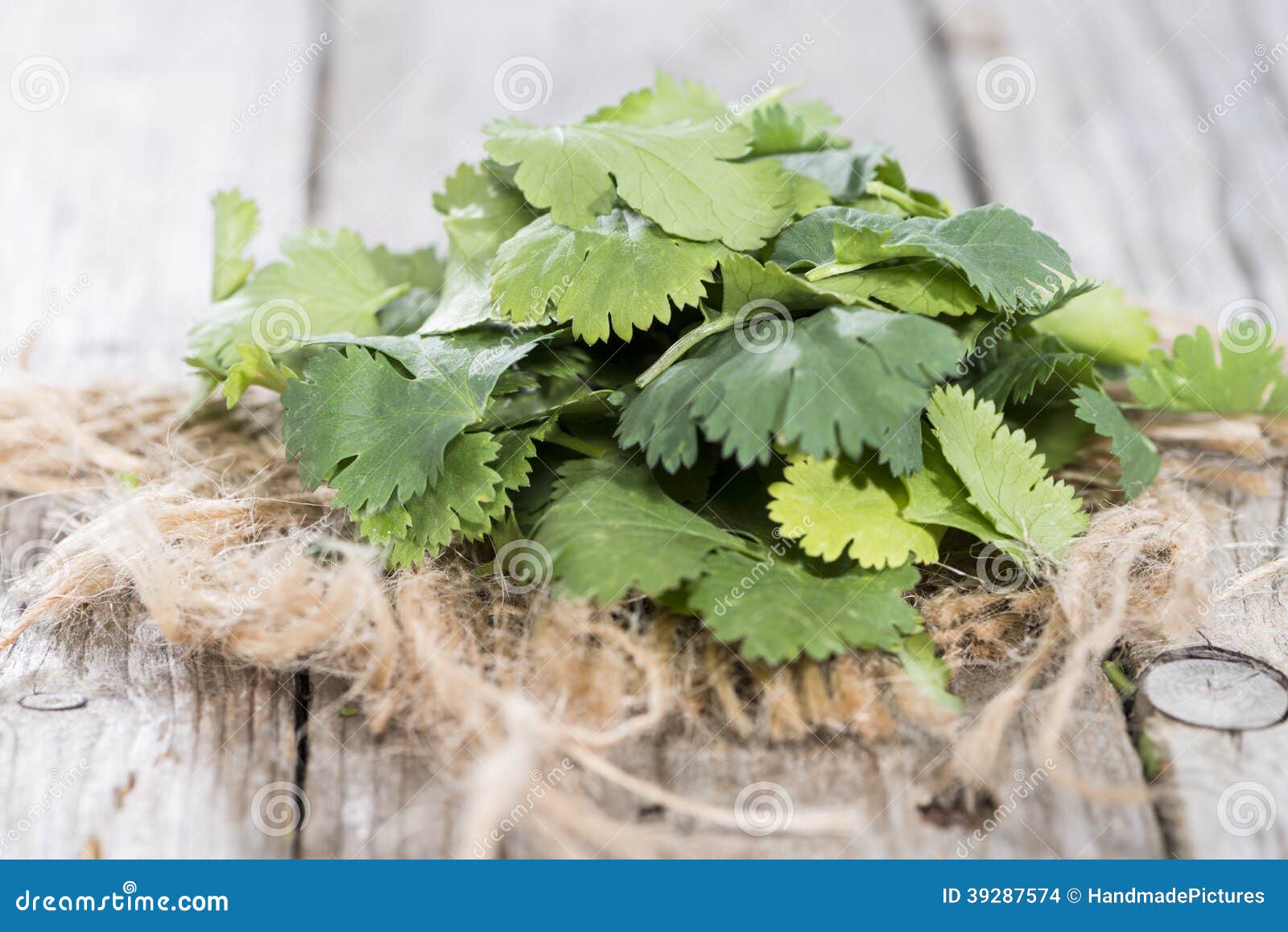 Portion of fresh Cilantro stock photo. Image of closeup - 39287574