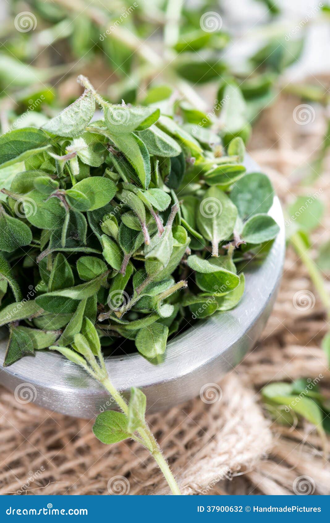 Portion of fresh Oregano stock photo. Image of closeup - 37900632