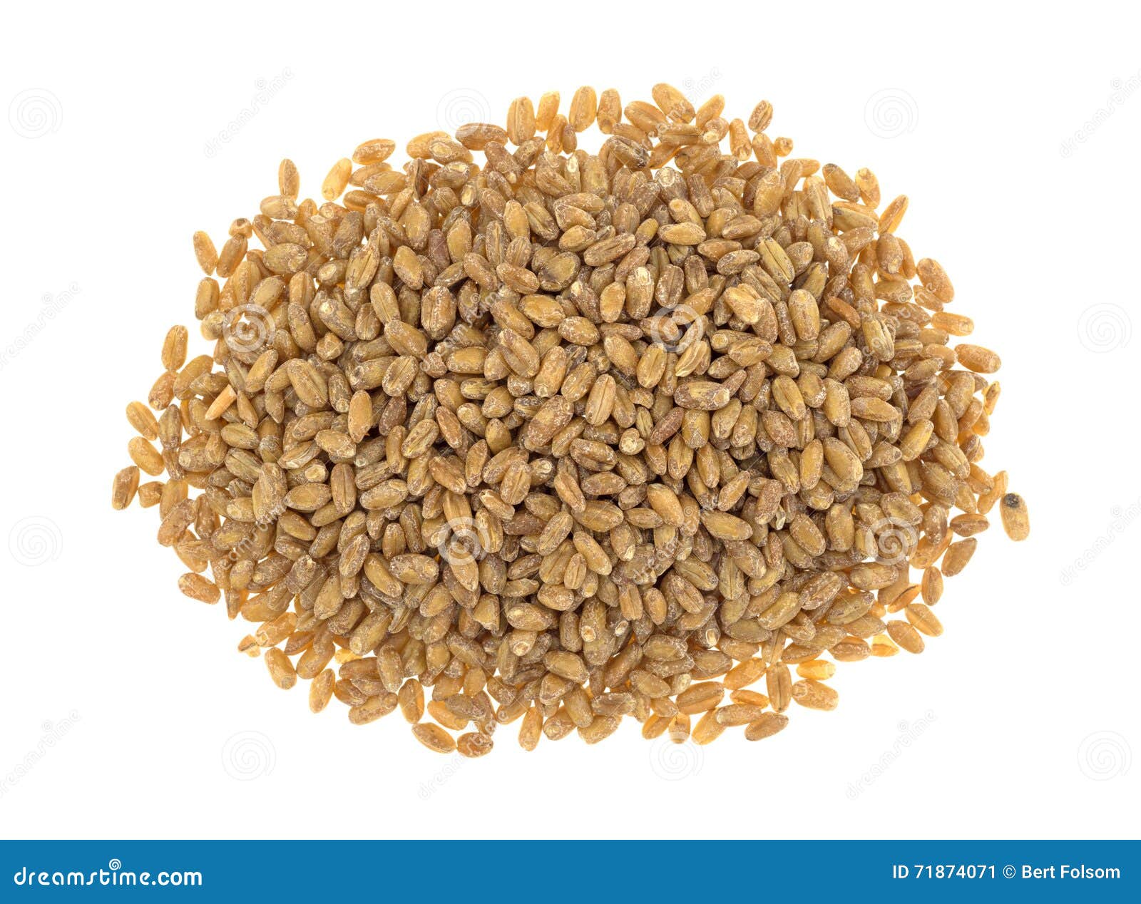 Portion of Red Winter Wheat Berries on White Background Stock Image ...