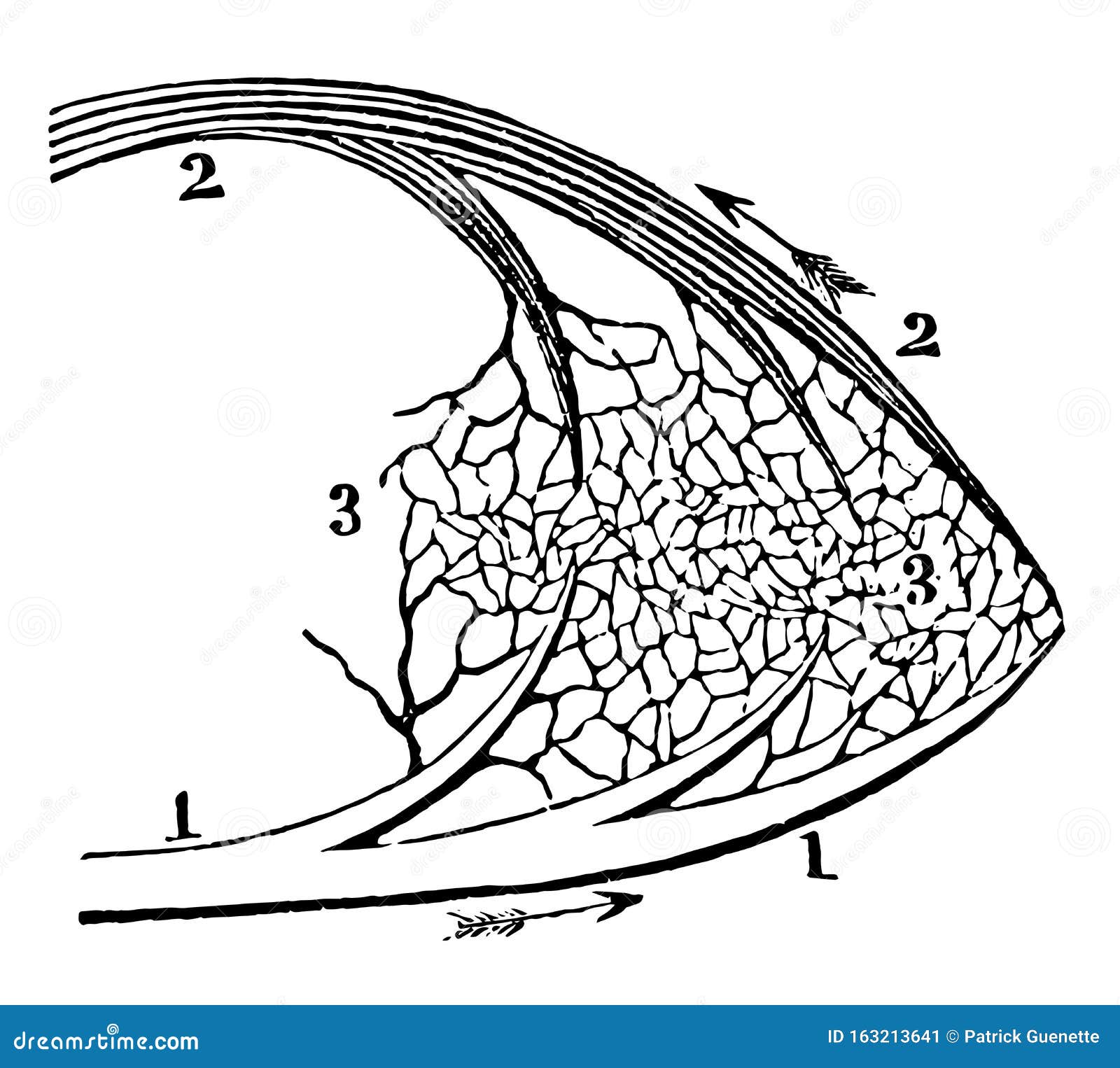 A Portion of the Systemic Circulation, Vintage Illustration Stock ...