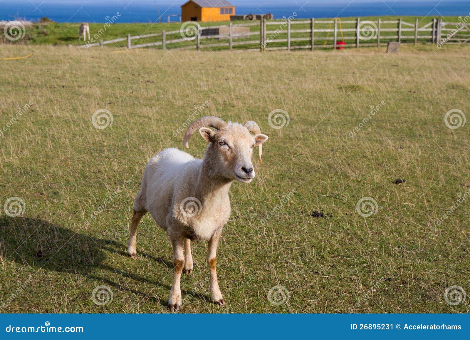 Portland Sheep Breed from Dorset Stock Image - Image of farm, country ...
