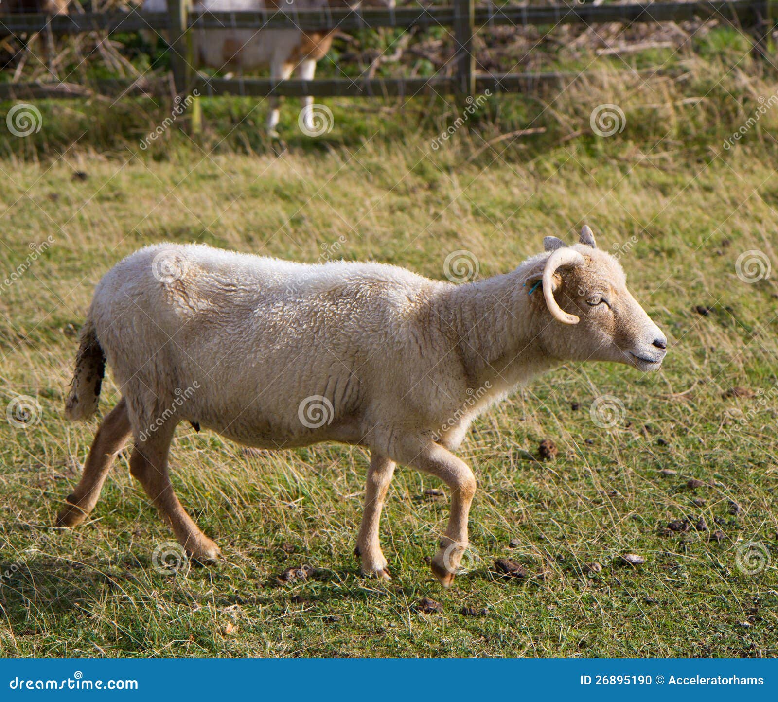 Portland sheep from Dorset stock photo. Image of hill - 26895190