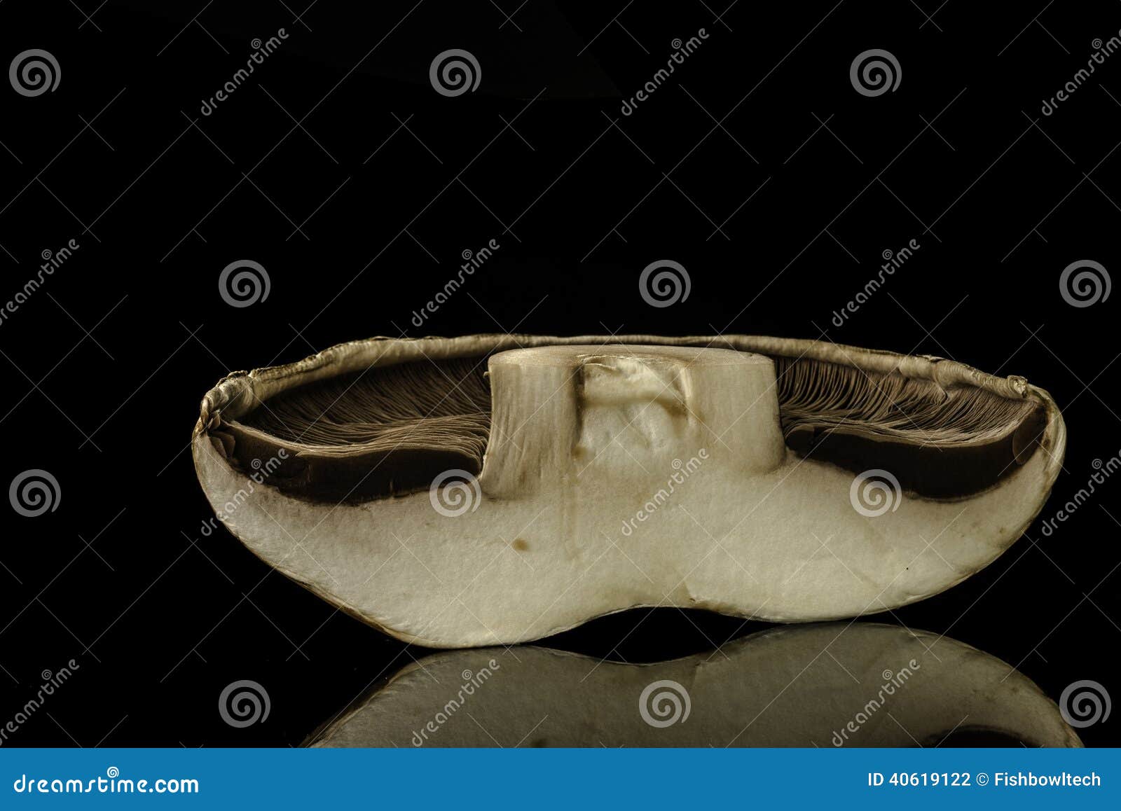 Portobello stock photo. Image of healthy, fungi, portobello - 40619122