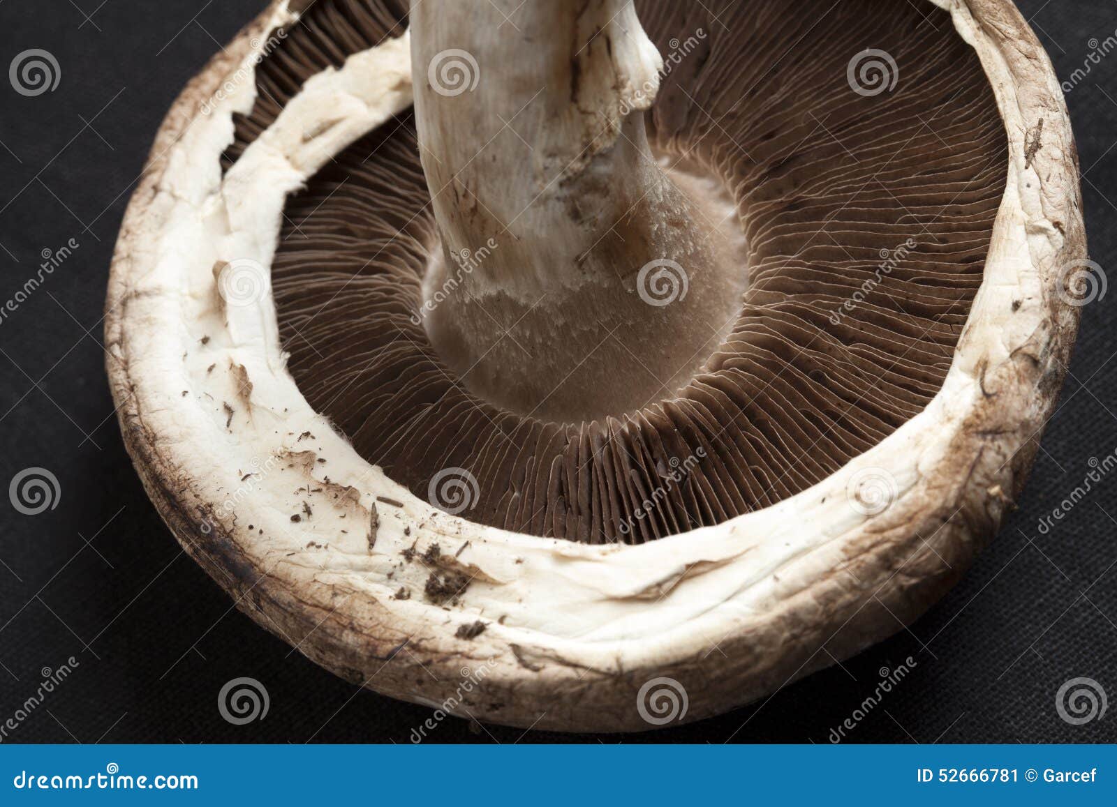Portobello mushroom stock image. Image of fungi, life - 52666781