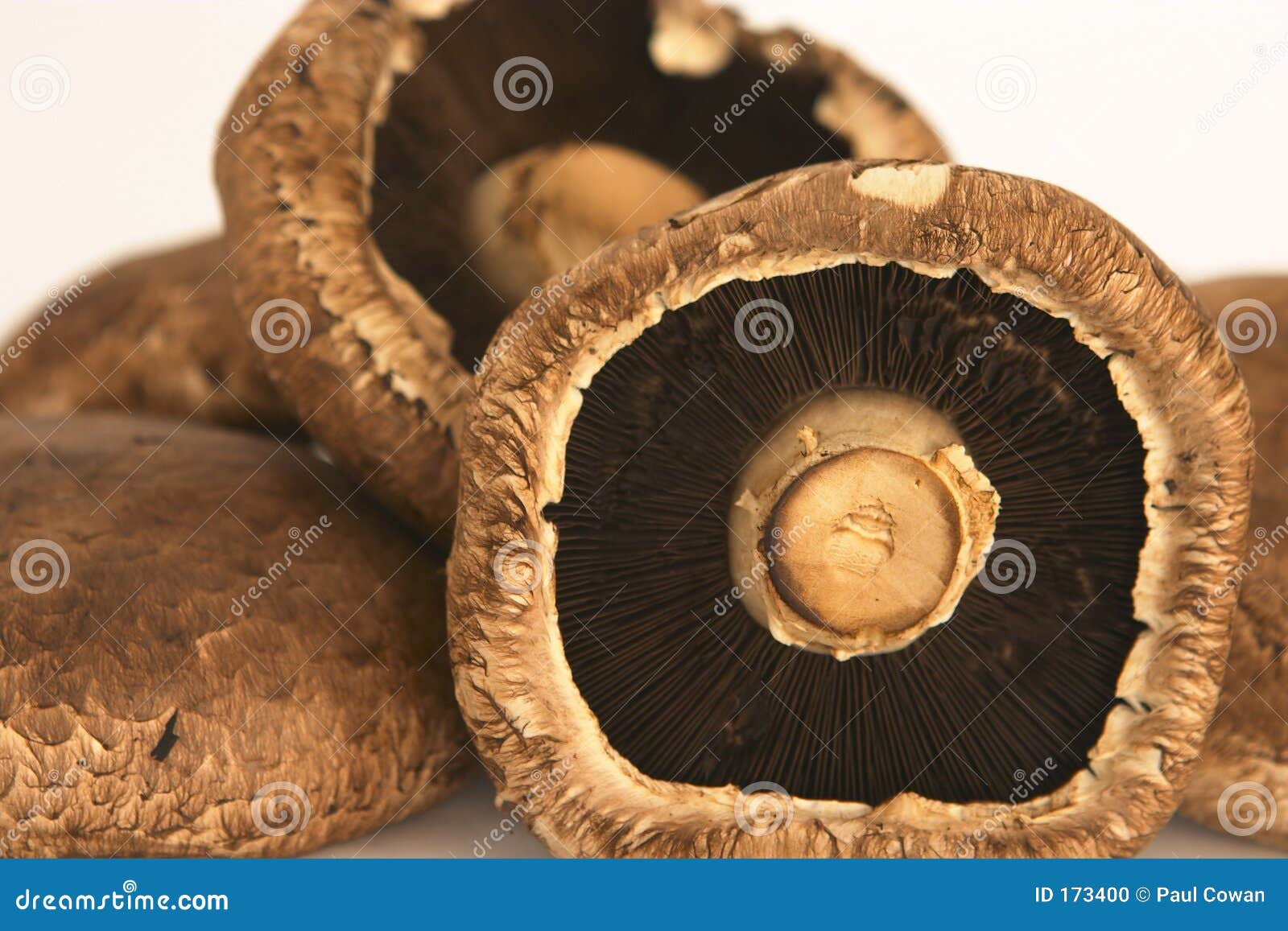 Portobello mushrooms 3 stock photo. Image of produce, portabello - 173400