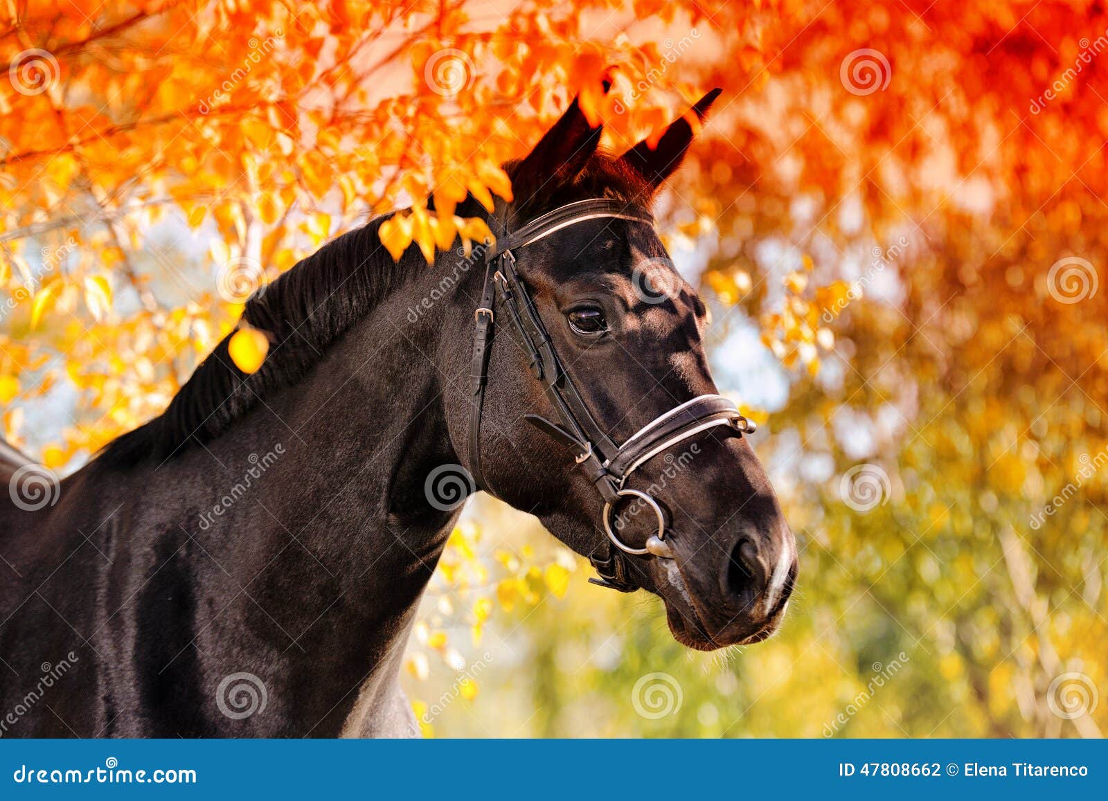 Porträt Der Rappe Im Herbst Stockfoto - Bild von pferdeartig ...