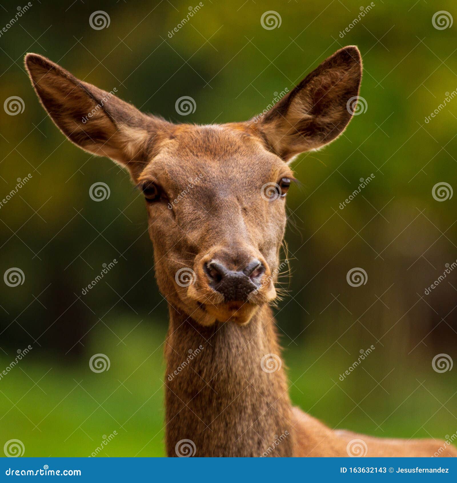 Portrai of a doe stock image. Image of autumn, antlers - 163632143