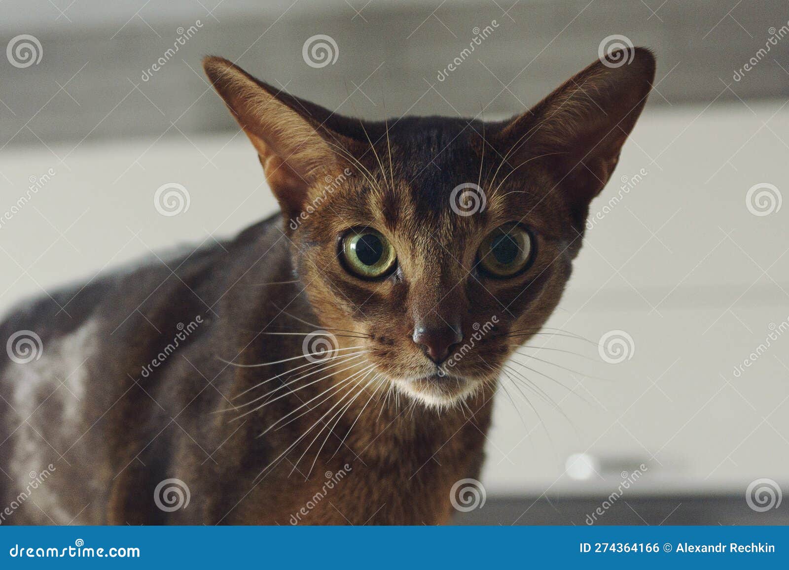 Portrait of an Abyssinian Shorthair Cat Stock Photo - Image of ...