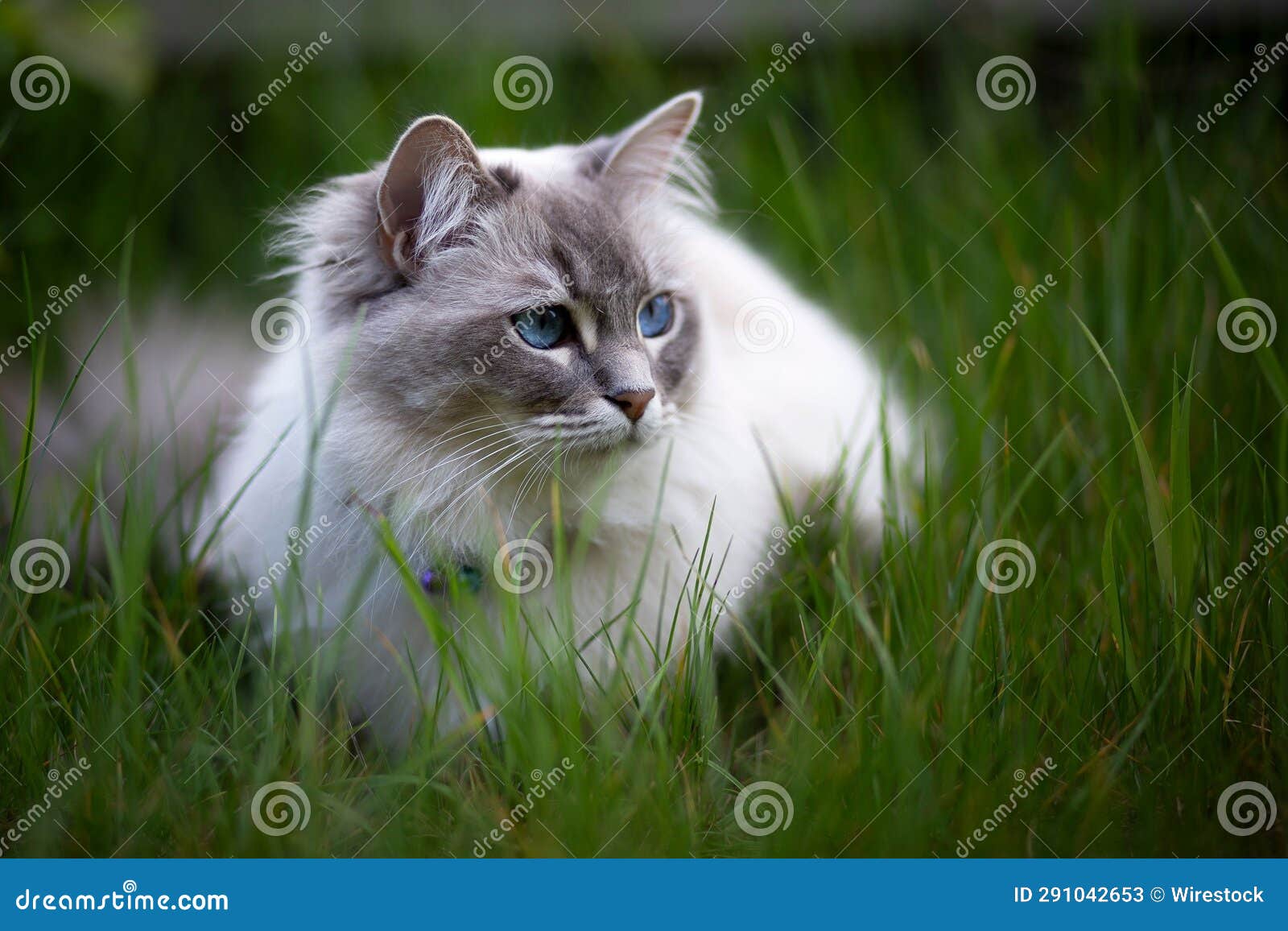 Portrait of an Adorable Furry Cat. Stock Image - Image of relaxed ...