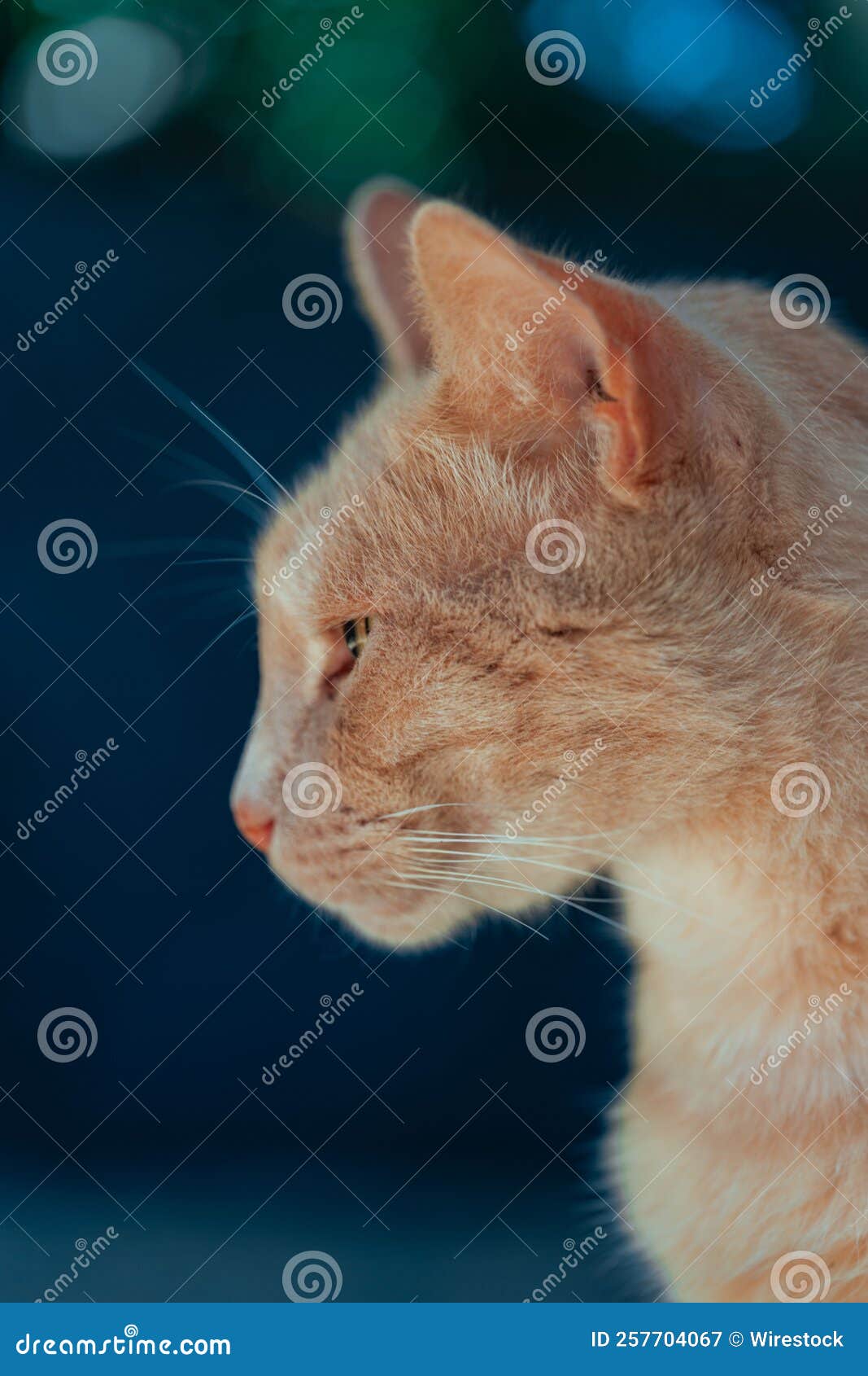 Portrait of an Adorable Ginger Cat Stock Image - Image of face, animal ...