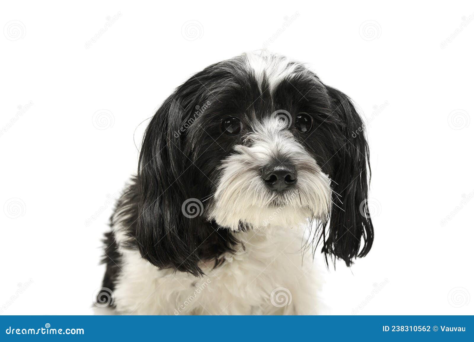 Portrait of an Adorable Havanese Stock Photo - Image of lovely, indoors ...