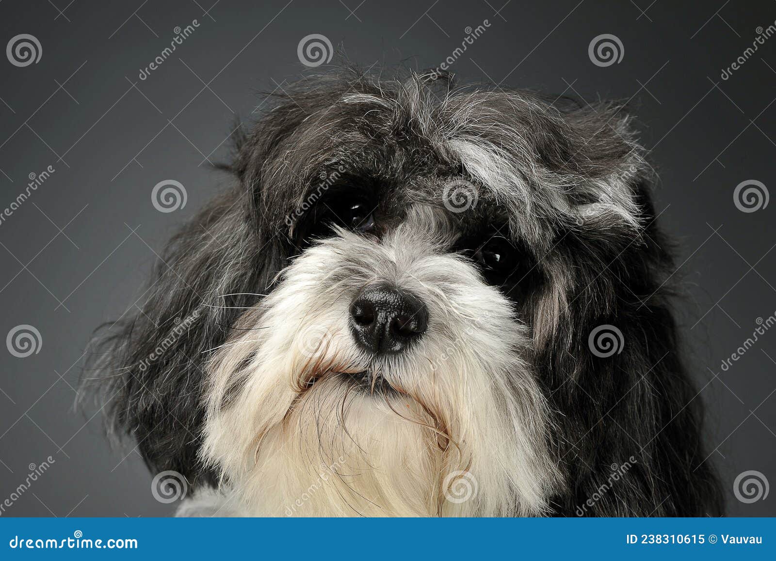 Portrait of an Adorable Havanese Stock Image - Image of dark, black ...