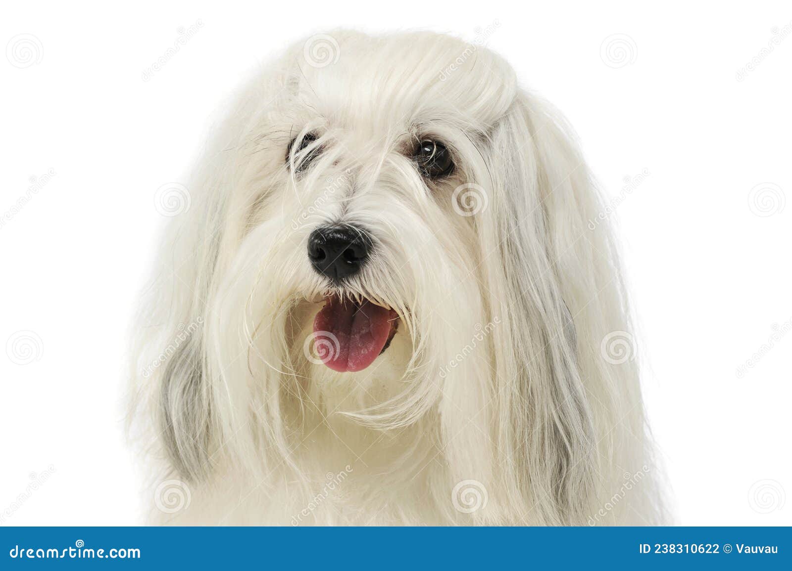 Portrait of an Adorable Maltese Stock Photo - Image of mouth, smiling ...