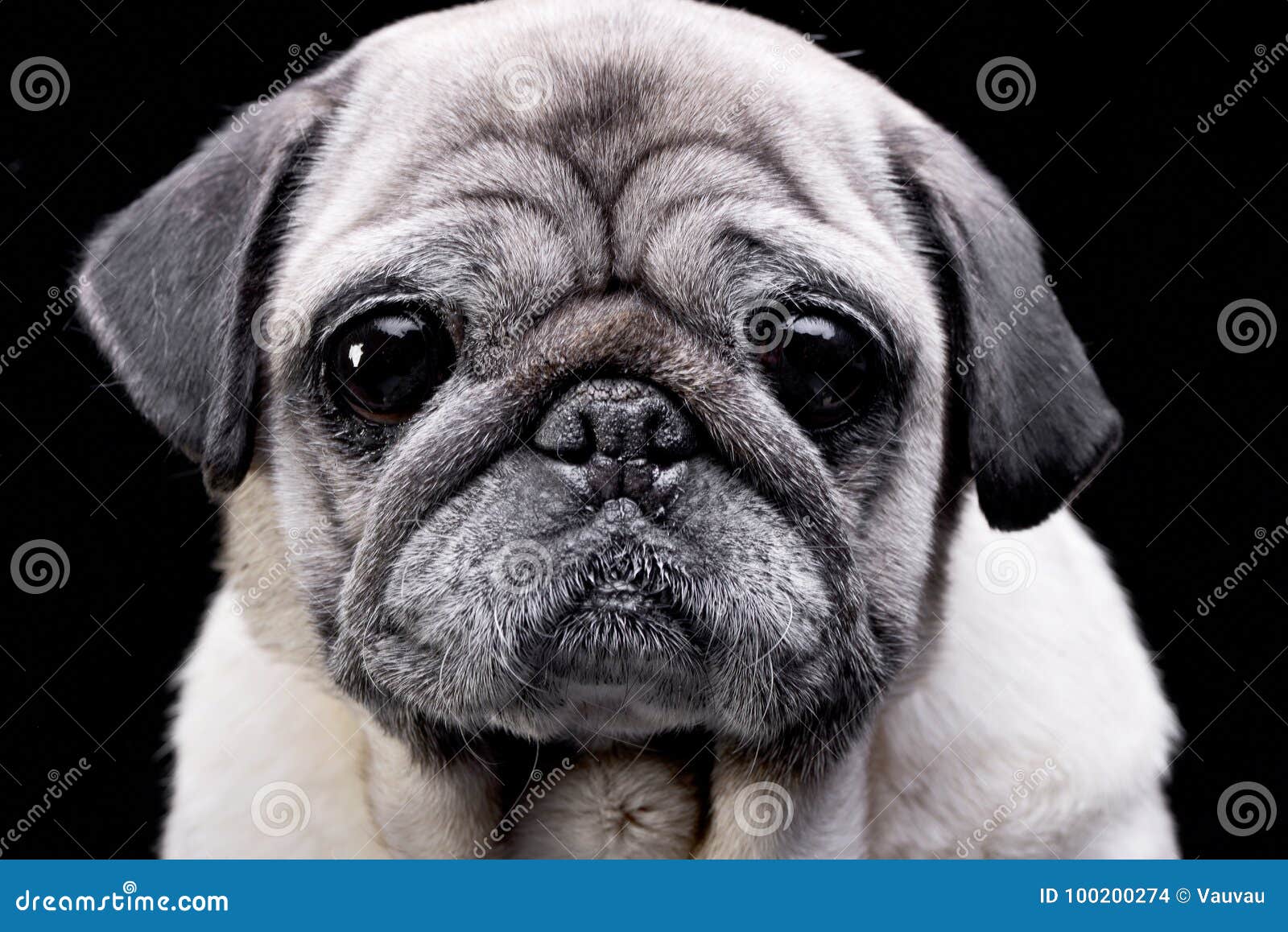Portrait of an Adorable Mops or Pug Stock Photo - Image of friendly ...