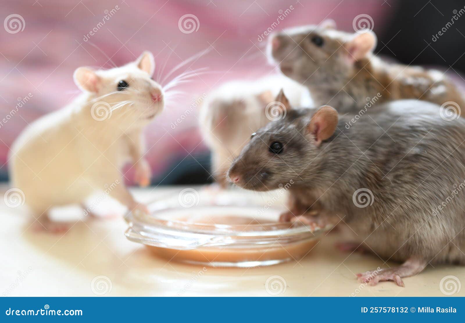 Cute Pet Rat Having Evening Snack Stock Photo - Image of yeys, eyes ...