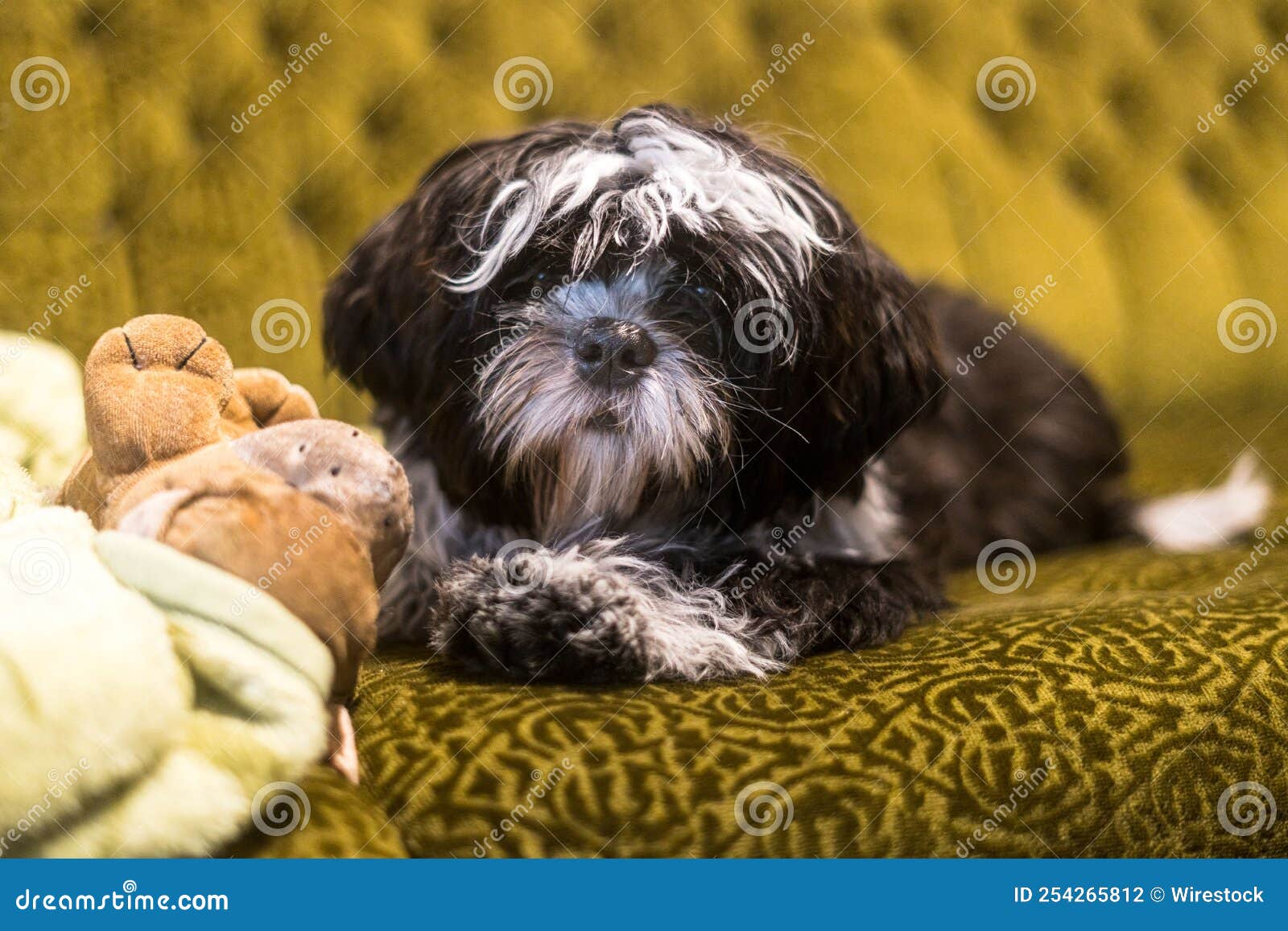 Portrait of Adorable Suzi Dog Resting on the Sofa Stock Photo - Image ...