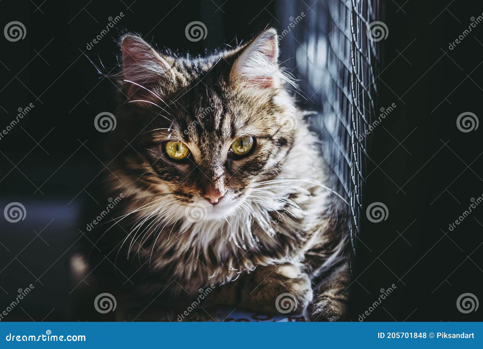 Portrait of a Tabby Angora Haired Kitten Stock Photo - Image of felid ...