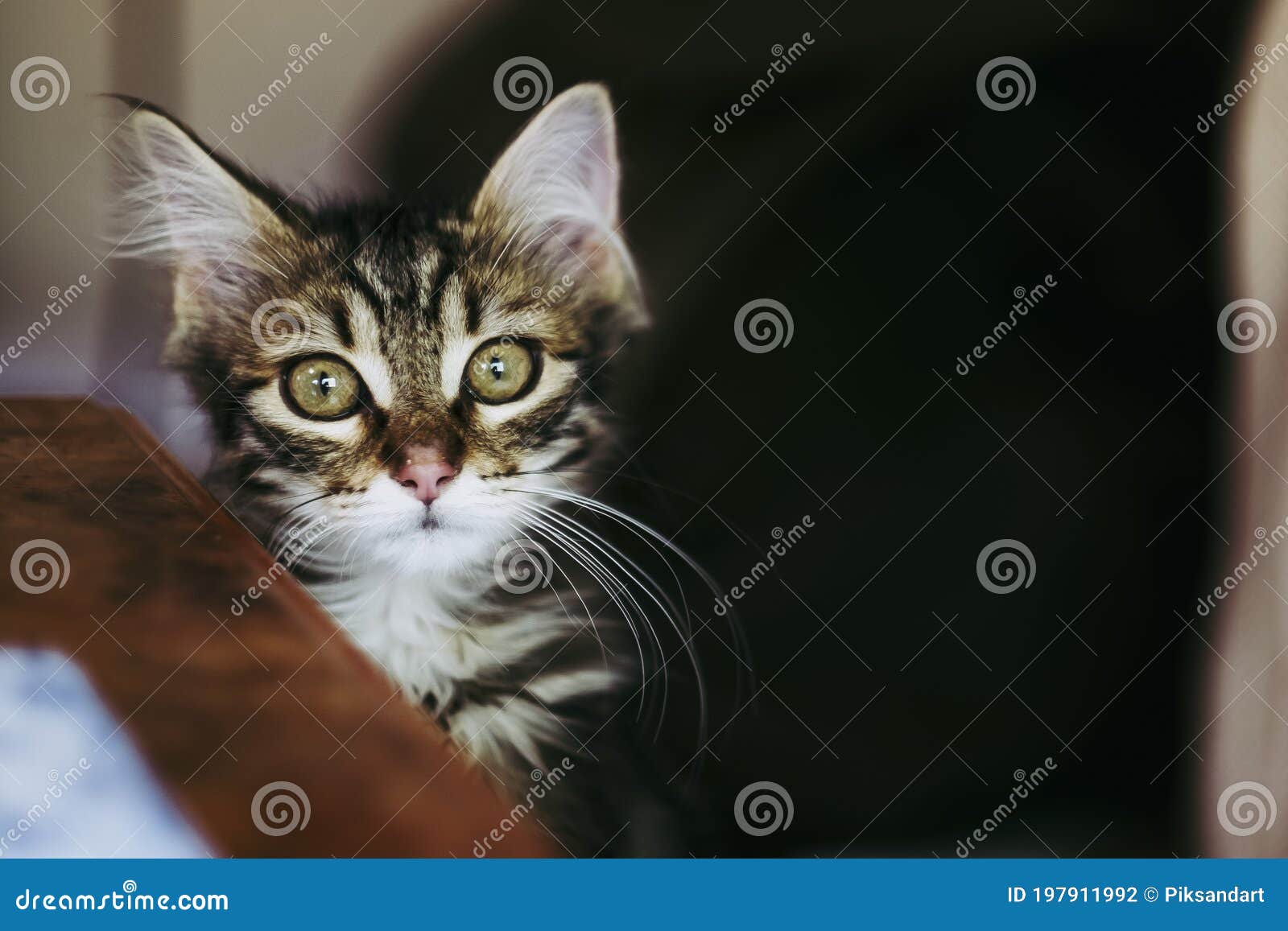 Portrait of a Tabby Angora Kitten Stock Photo - Image of felid, curious ...