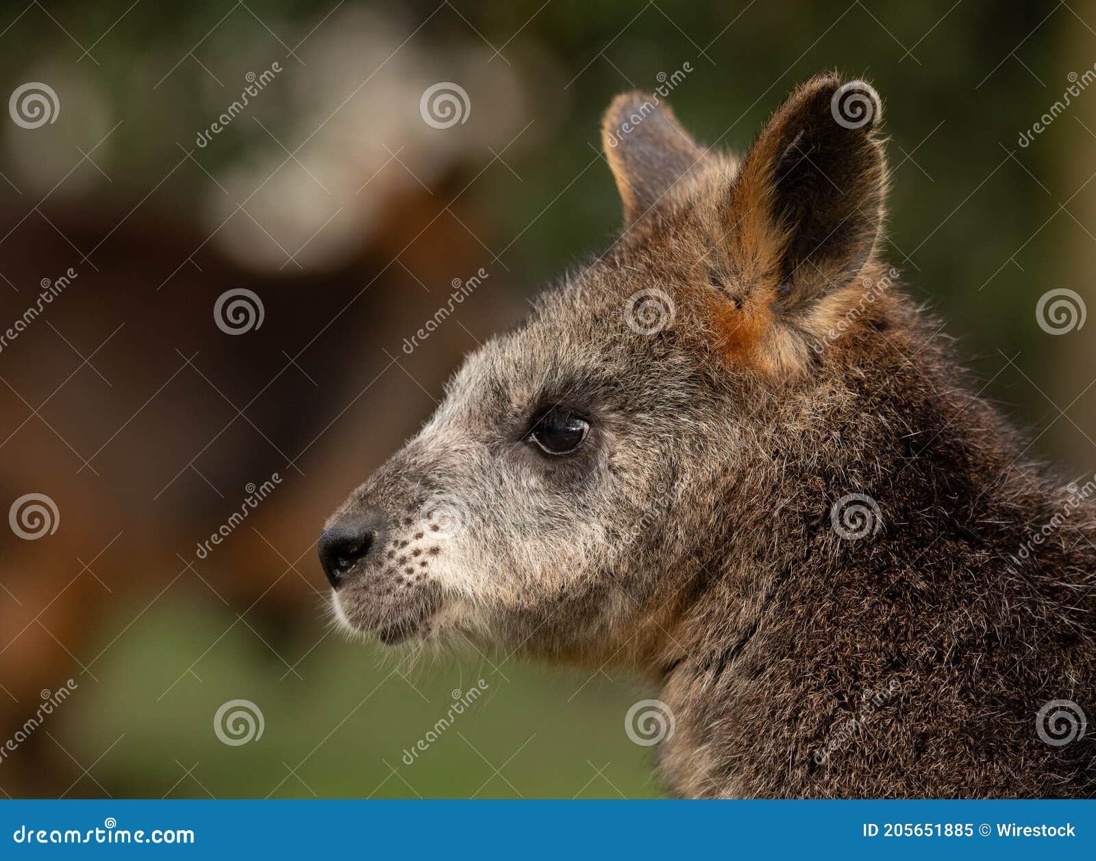Portrait of an Adorable Wallaby Looking Left Stock Image - Image of ...