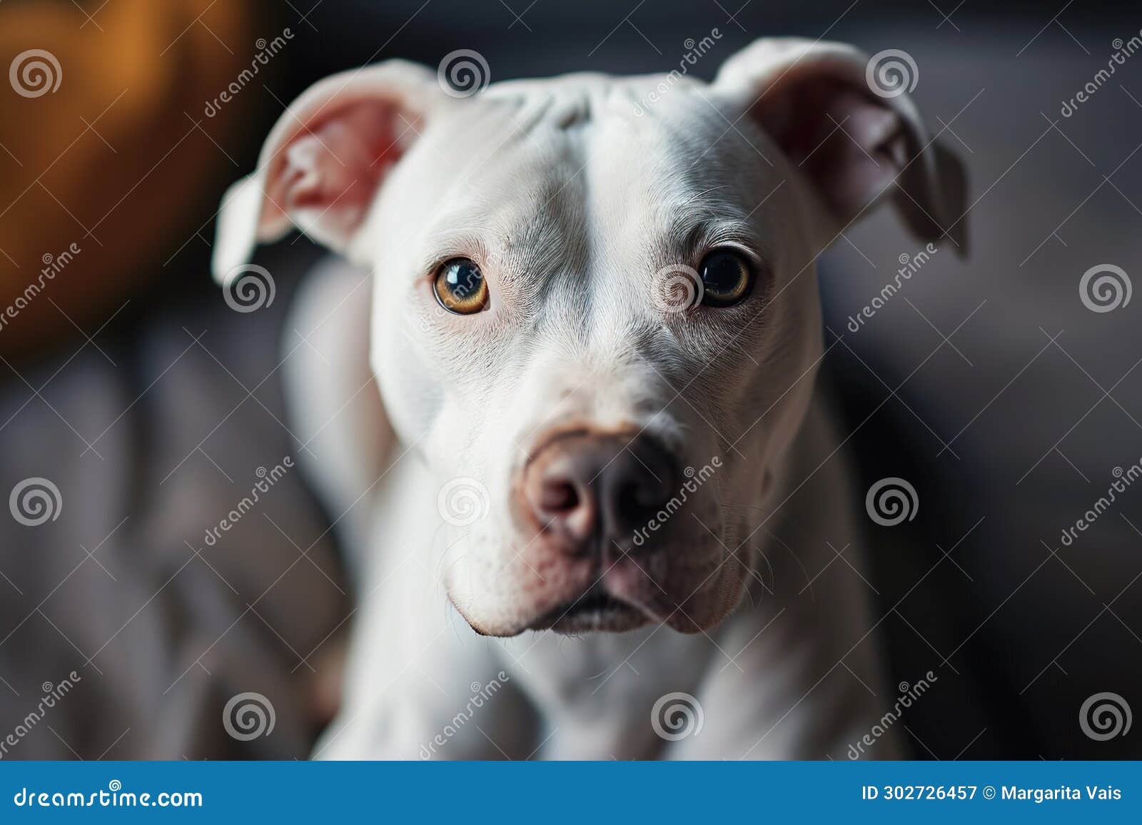 Portrait of a Adorable White Pitbull Dog at Home Looking at Camera ...