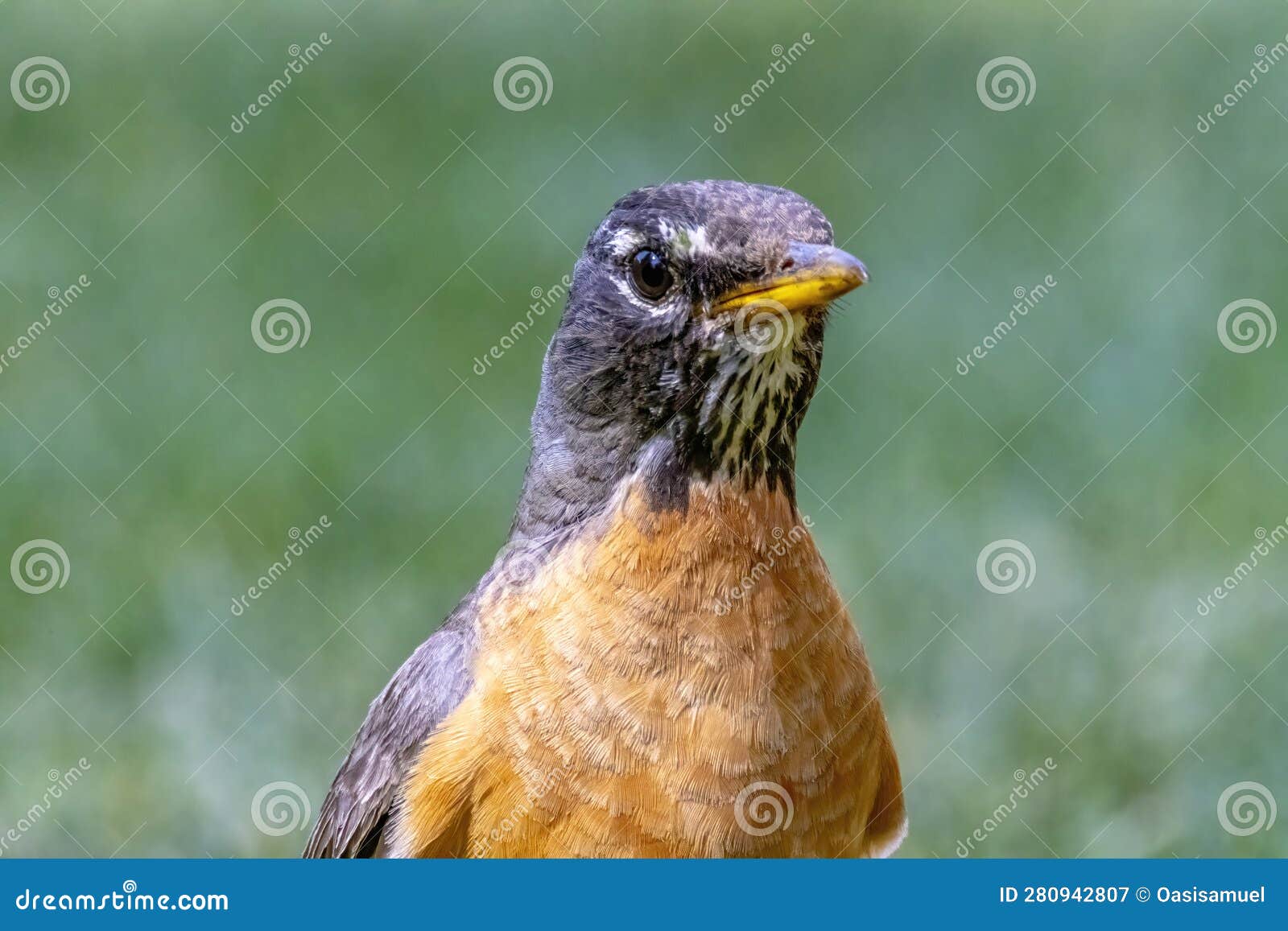 A Portrait of an Adult American Robin Stock Illustration - Illustration ...