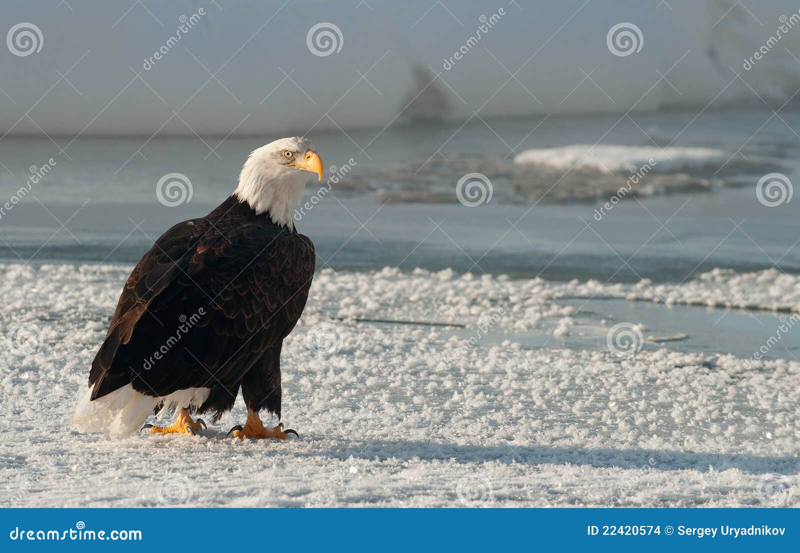 Portrait of an Adult Bald Eagle Stock Photo - Image of animal, perched ...