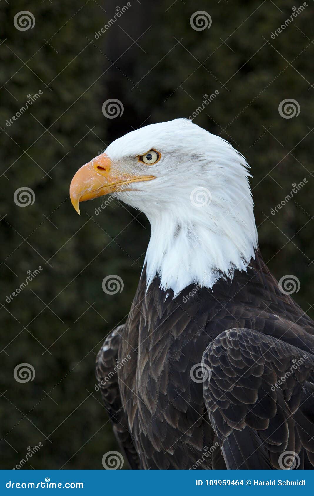 Frontal Portrait of an Adult Bald Eagle Stock Photo - Image of bald ...