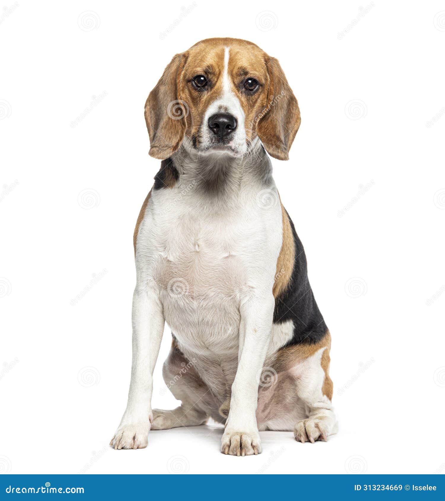 Portrait of a Adult Beagle Looking at the Camera, Isolated on White ...