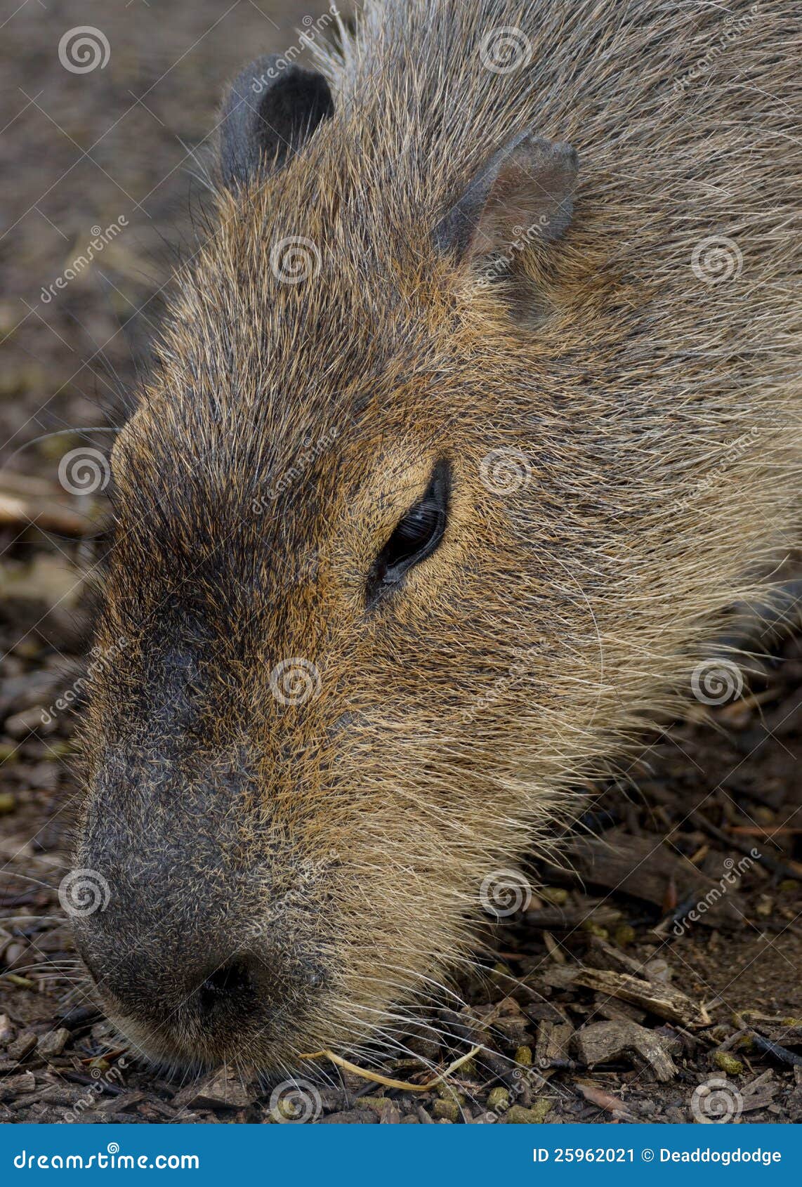 Portrait of an Adult Capybara Stock Image - Image of grey, america ...