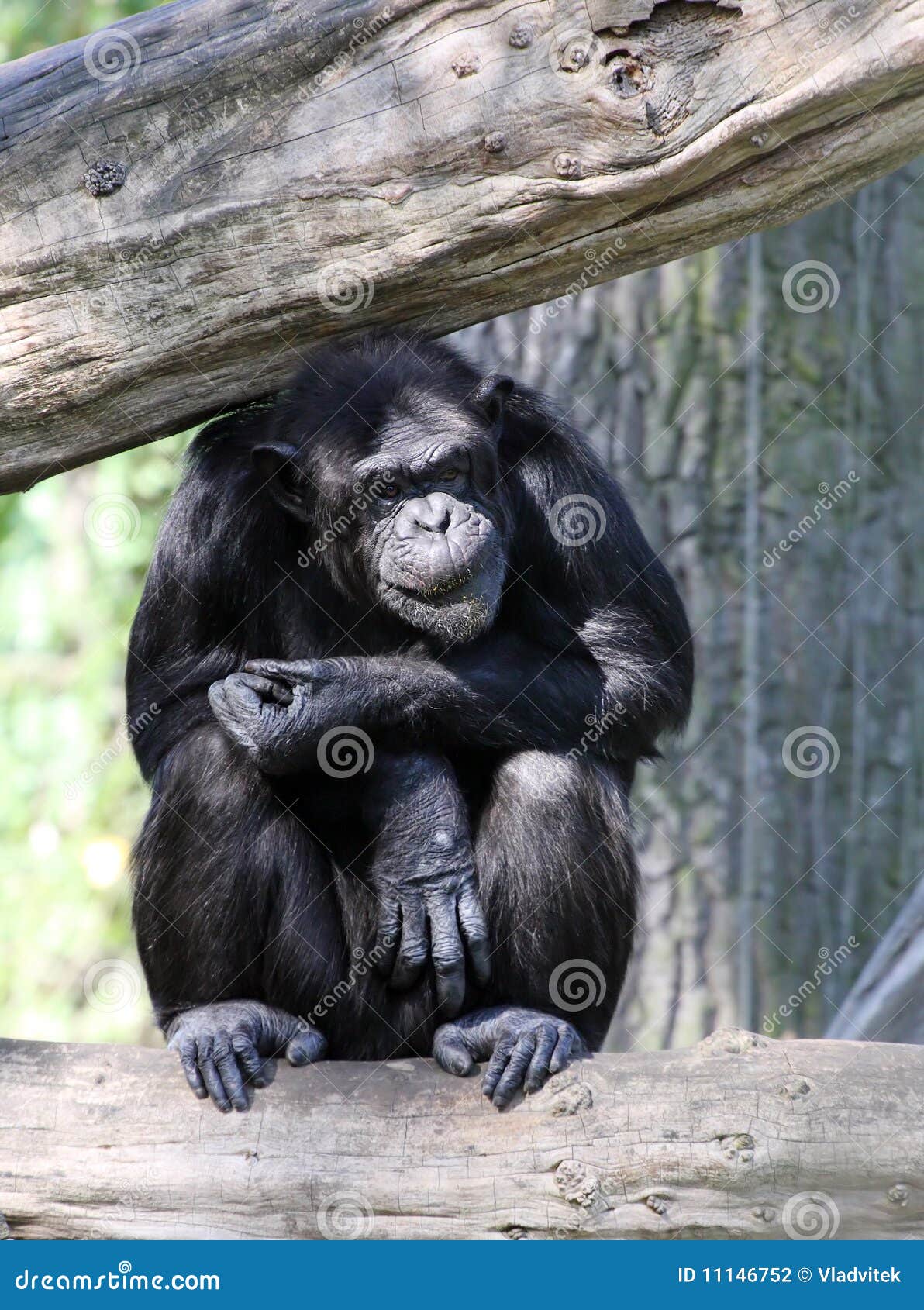 Portrait of a Adult Chimpanzee Stock Photo - Image of furry, chimp ...